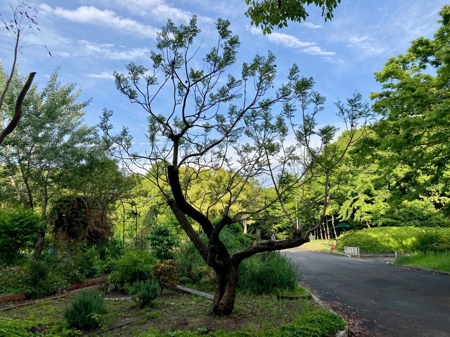 夏に向かうわ: 我が道・輪が道・一本道・自転車道