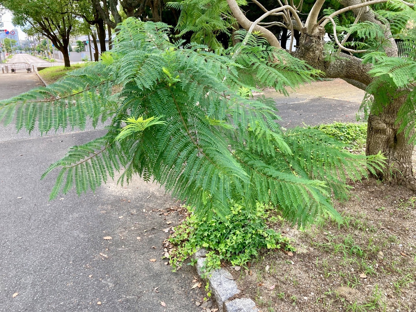 津で「ボートレース甲子園」開催: 我が道・輪が道・一本道・自転車道