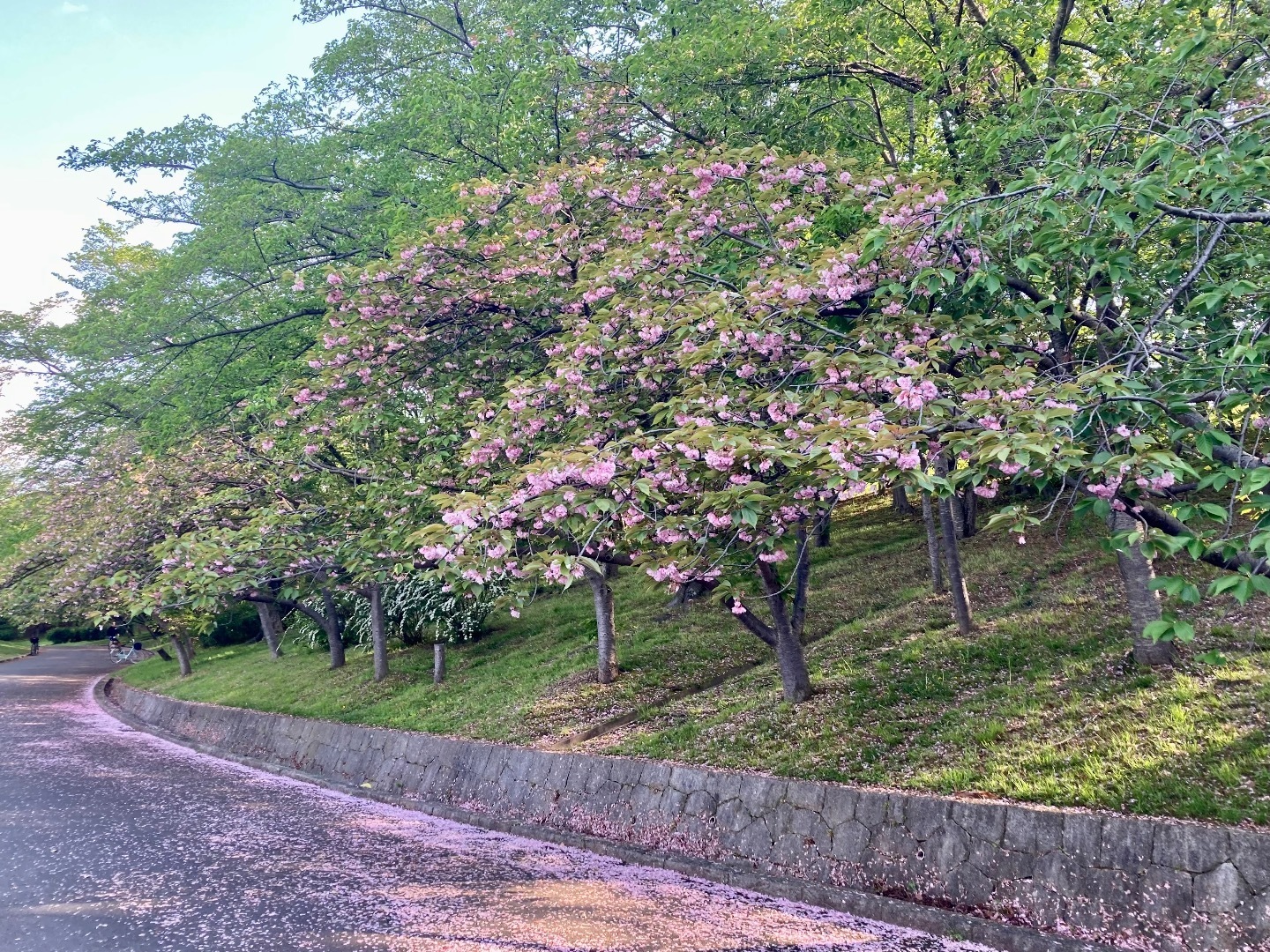 大村・競艇祭は宮地元輝が優勝。亀の甲羅干し: 我が道・輪が道・一本道・自転車道