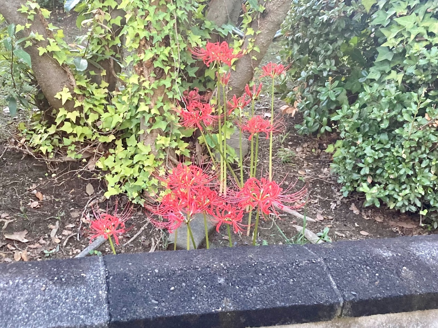 身体のケア: 我が道・輪が道・一本道・自転車道