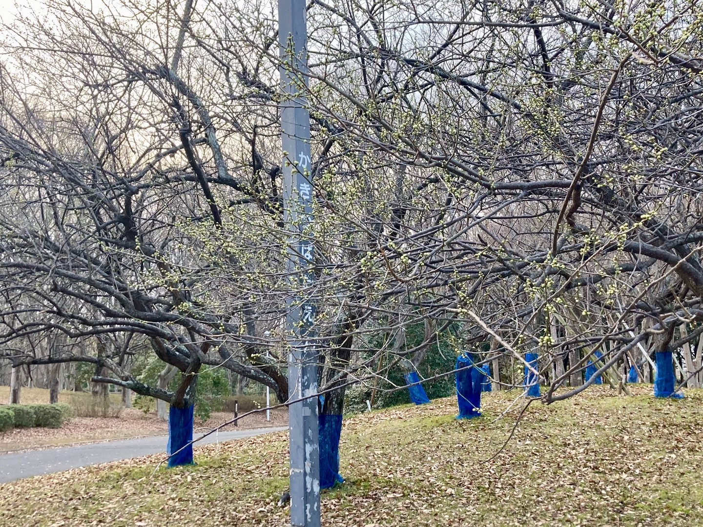 2/15四方山話: 我が道・輪が道・一本道・自転車道