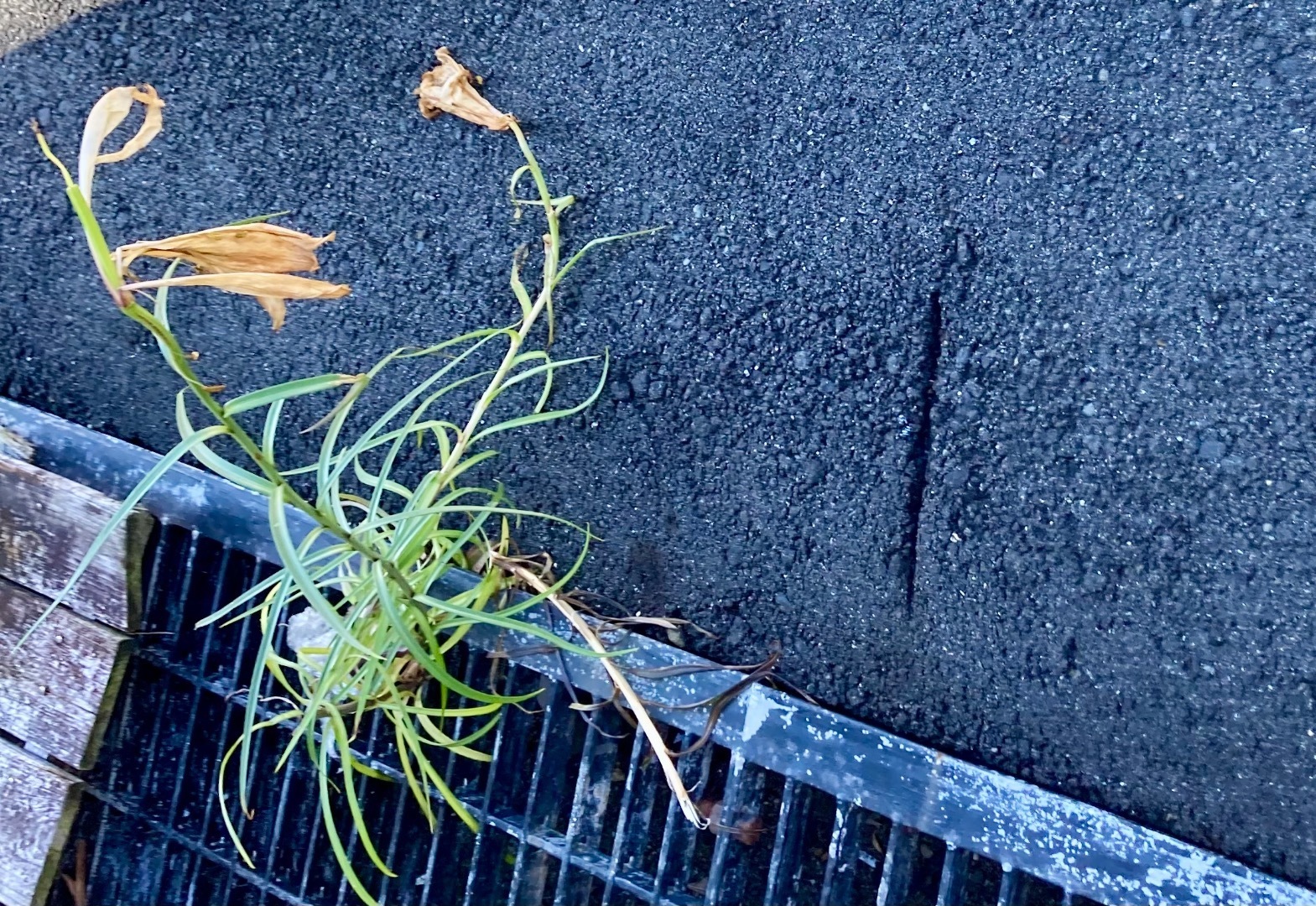 浜名湖70周年の優勝戦本命は峰竜太: 我が道・輪が道・一本道・自転車道